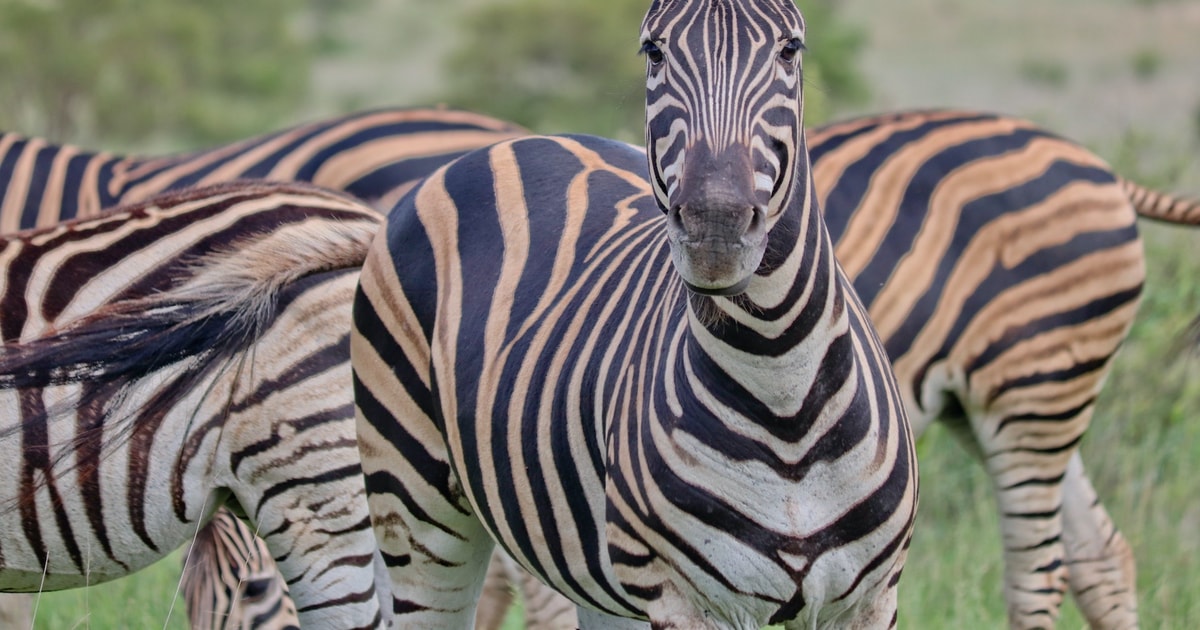Nelspruit City Tour | GetYourGuide