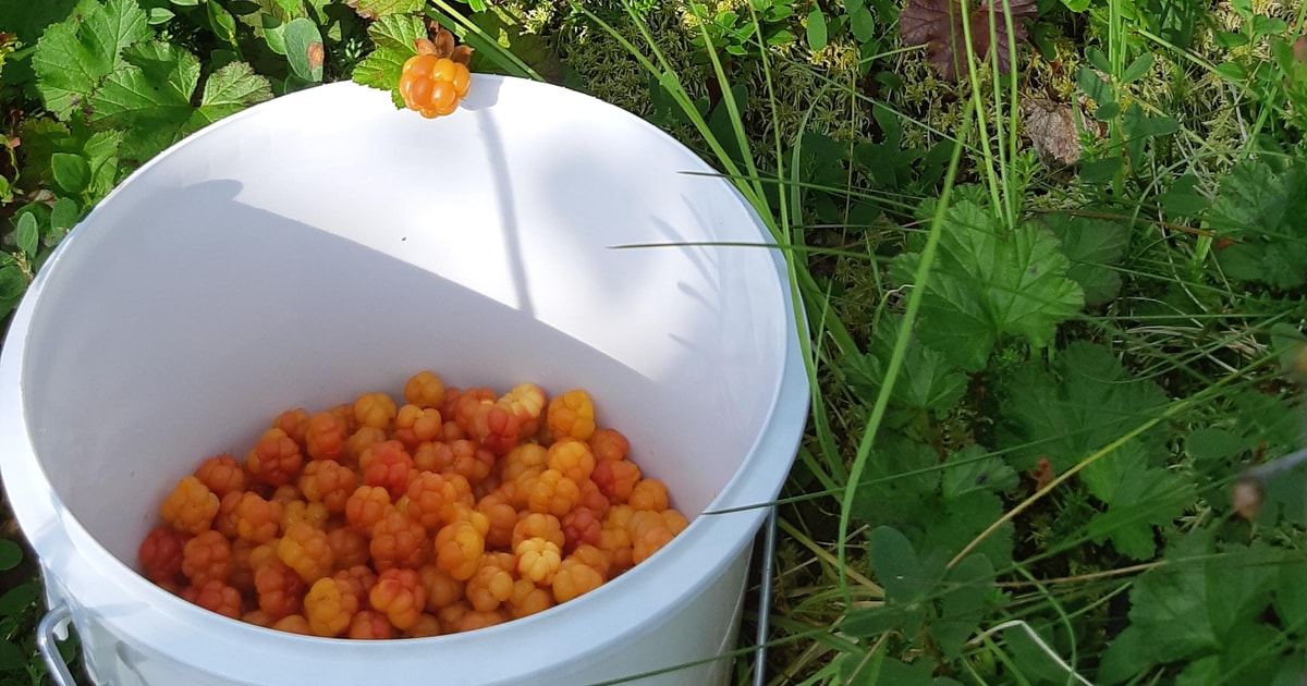 Levi: Beeren pflücken - Superfoods aus der Natur | GetYourGuide