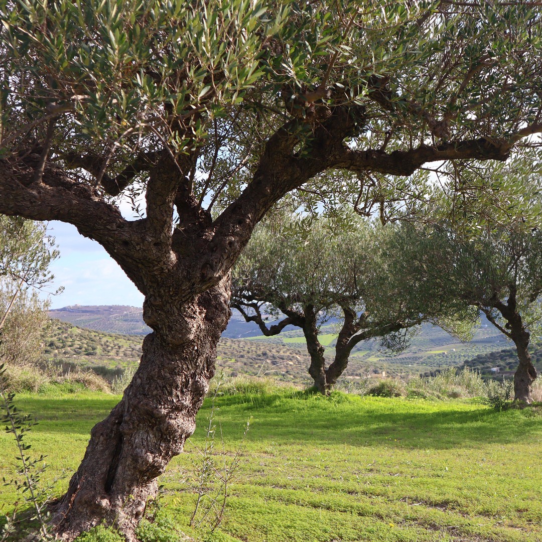 Heraklion: Olive Farm Tour with Tasting of Local Delicacies | GetYourGuide