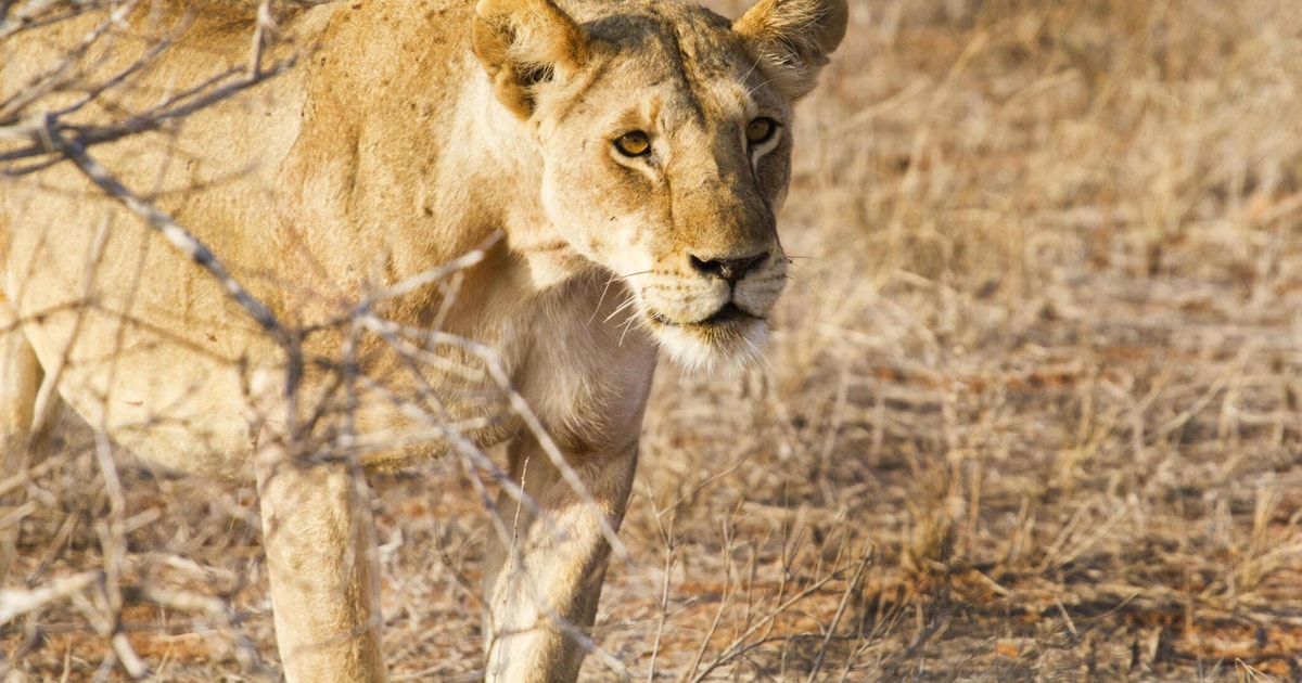 3 days Tanzania safari to Manyara, Ngorongoro & Tarangire | GetYourGuide