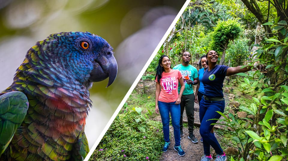 Rainforest Adventures Birdwatching Tour | GetYourGuide