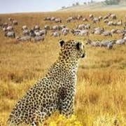 마사이 마라, 나쿠루 호수, 나이바샤 & 삼부루 사파리 7일 여행 | GetYourGuide