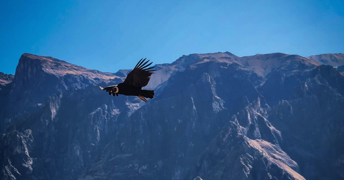 COLCA 1 DIA: excursión del valle y el cañón, observación del cóndor ...