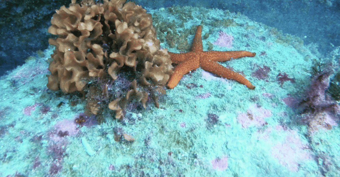 Experience the thrill of diving in Morocco Fun Dives | GetYourGuide