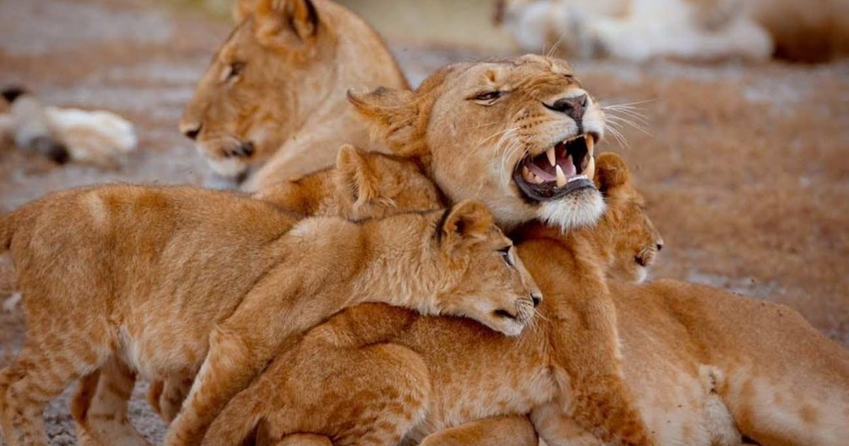 Arusha: 3-dniowe safari Ngorongoro, jezioro Manyara i Tarangire ...