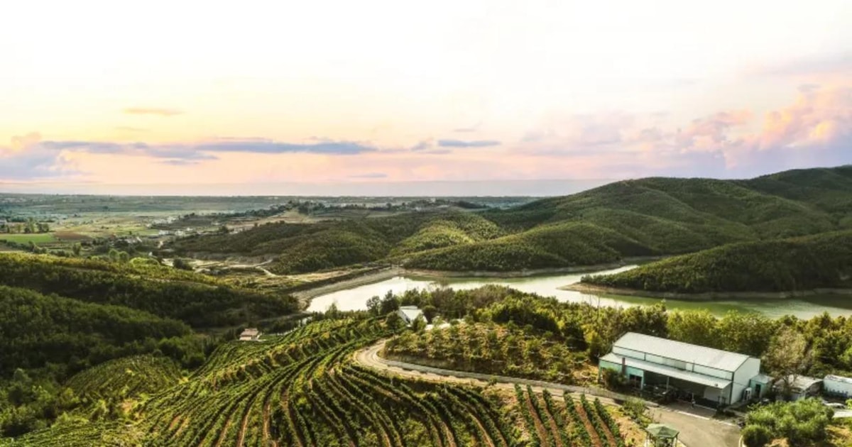 From Durres: Wine Tasting in Duka Winery | GetYourGuide