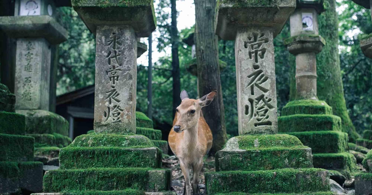 Osaka: Kyoto Kiyomizudera & Nara Deer Sighting Day Trip | GetYourGuide
