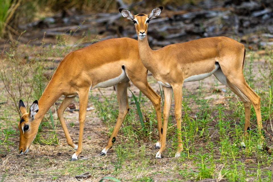 3-Day Fly from Zanzibar to Nyerere NP, Game Drive & Boat | GetYourGuide