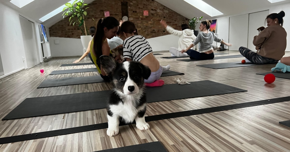 Puppy Yoga in Riga | GetYourGuide