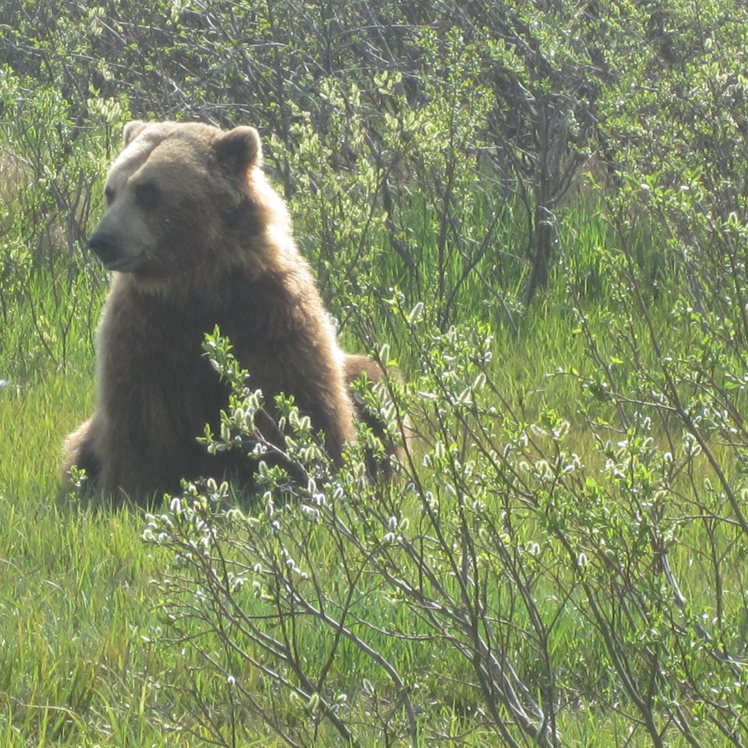 From Anchorage: Alaska Wildlife Center & Turnagain Arm Tour | GetYourGuide