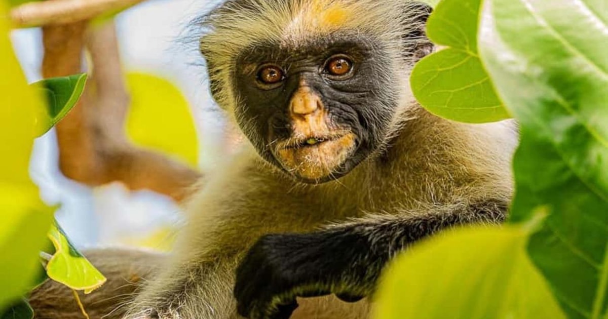 Zanzibar: Masingini Forest Hike and Herbal Healing Tour | GetYourGuide