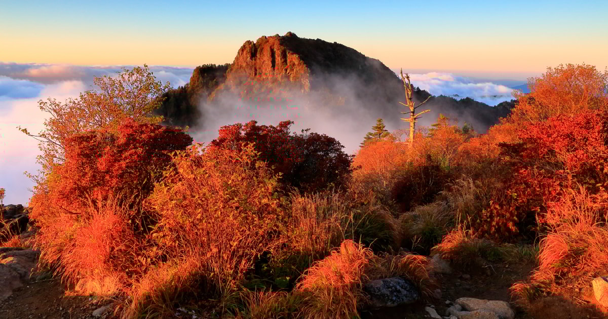Busan: Mt. Jiri eller Juwangsan Park efterårstur | GetYourGuide