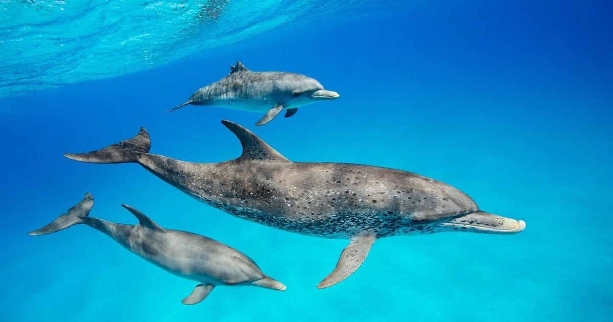 ZANZIBAR DOLPHIN TRIP | GetYourGuide