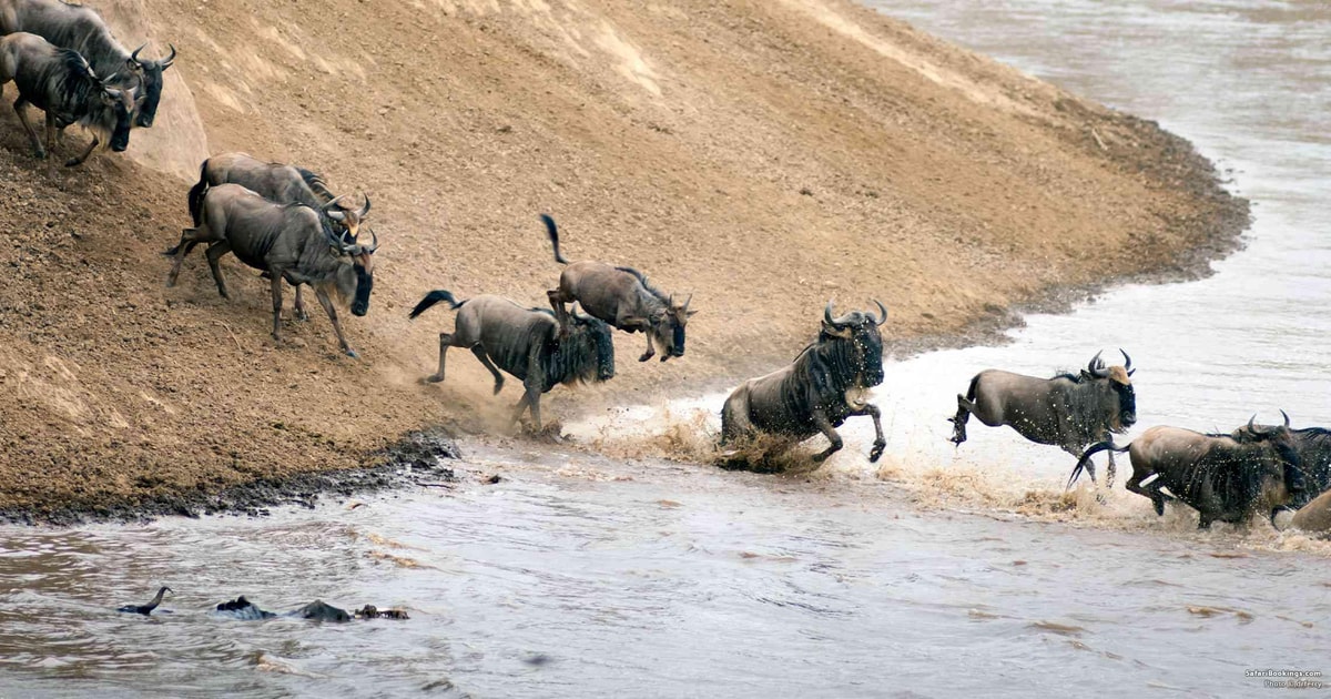 Maasai Mara: Wildebeast crossing blood river Mara | GetYourGuide