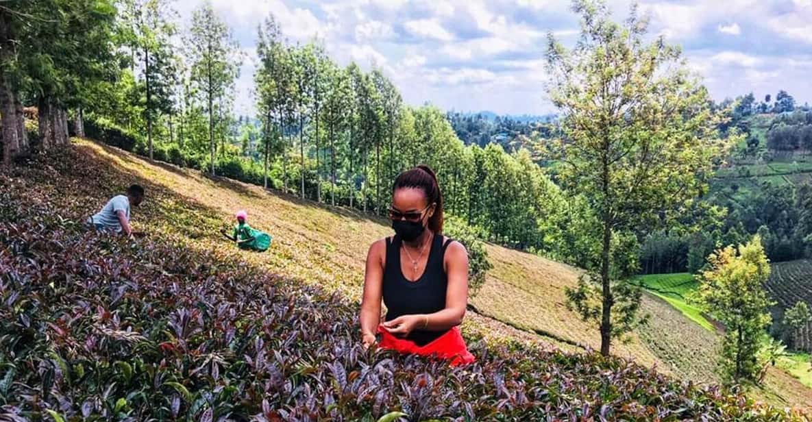 Purple Tea Farm Tour | GetYourGuide