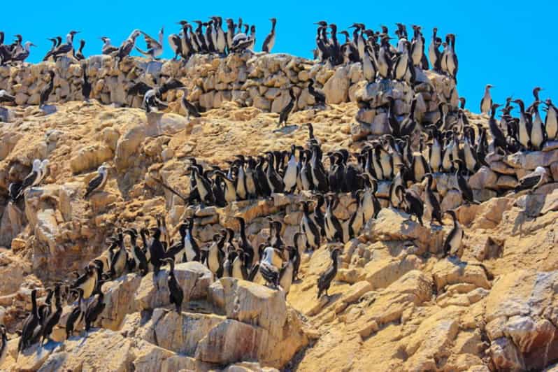 Paracas: Ballestas Islands and Paracas National Reserve Tour | GetYourGuide