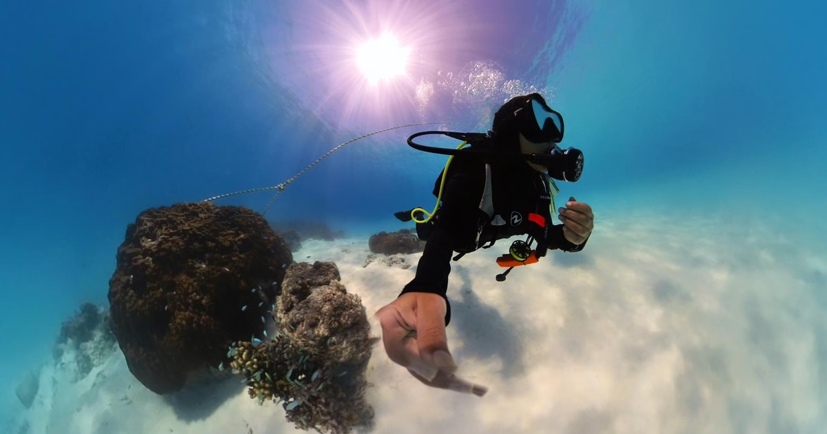 Privater Padi Open Water Diver Kurs | GetYourGuide