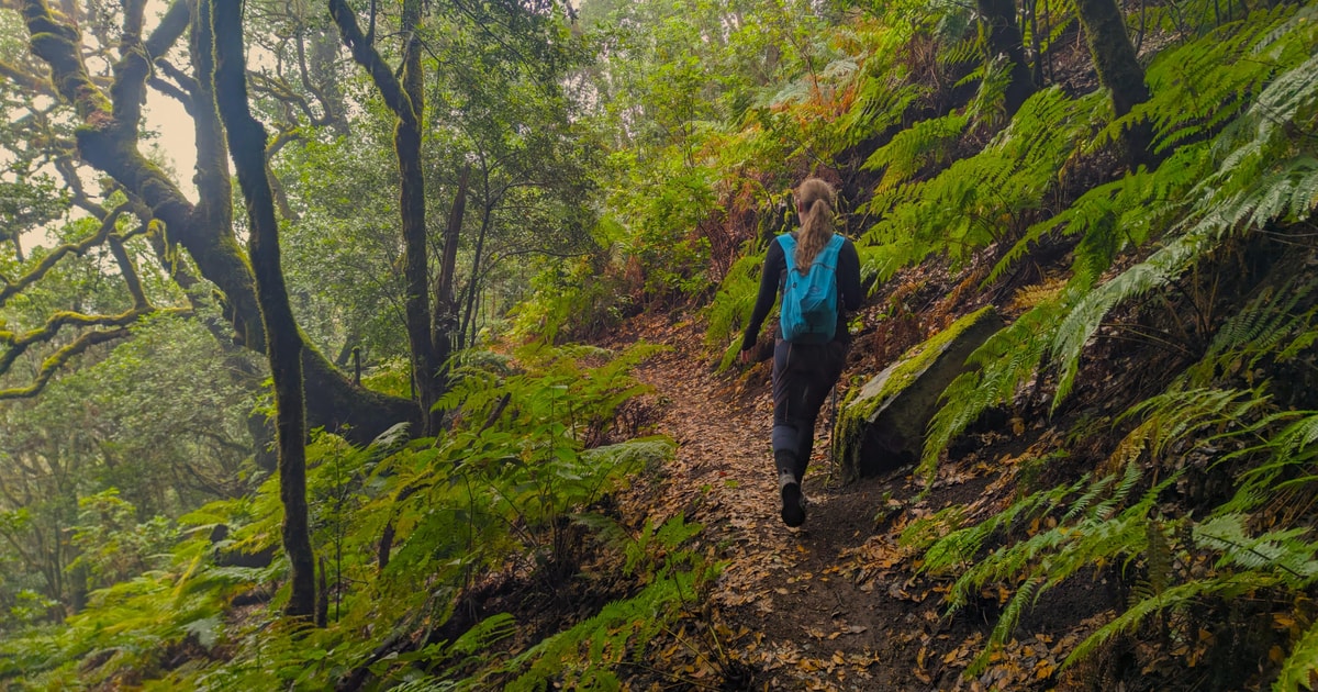 Tenerife: Hike Above Masca in Enchanted Forest with Pick-up | GetYourGuide