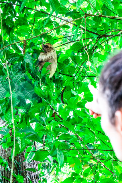 Corcovado National Park - Sirena Station - 1 night stay | GetYourGuide
