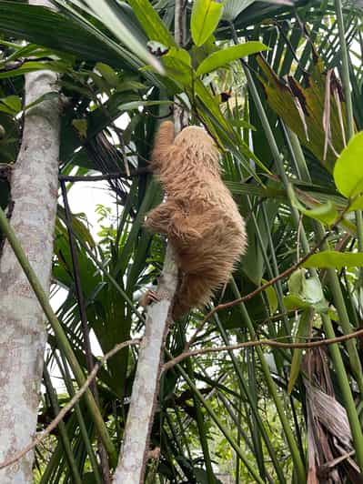 Puerto Limón: Tortuguero Canals Boat & Maratopia Garden Tour | GetYourGuide