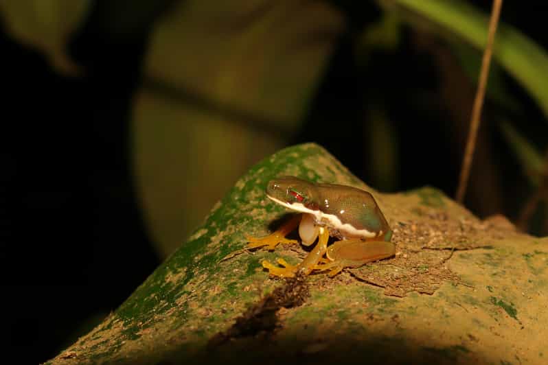 Cloud Forest Night Walk | GetYourGuide