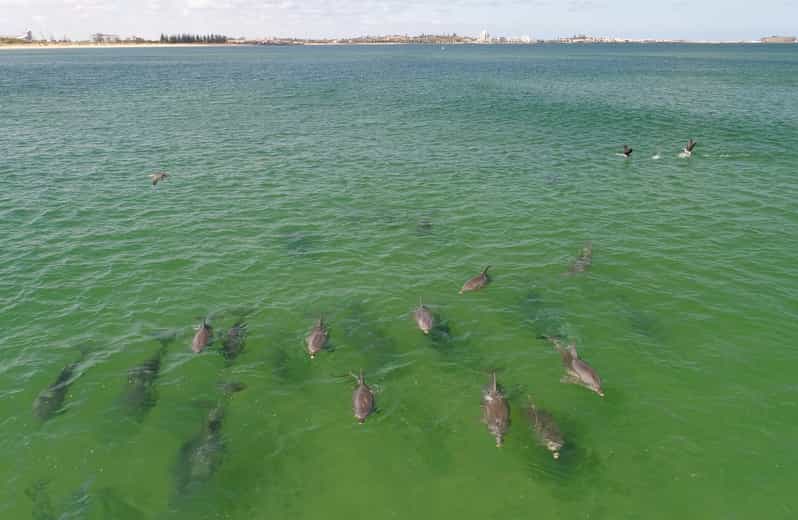 Koombana Bay: Dolphin Eco Cruise | GetYourGuide