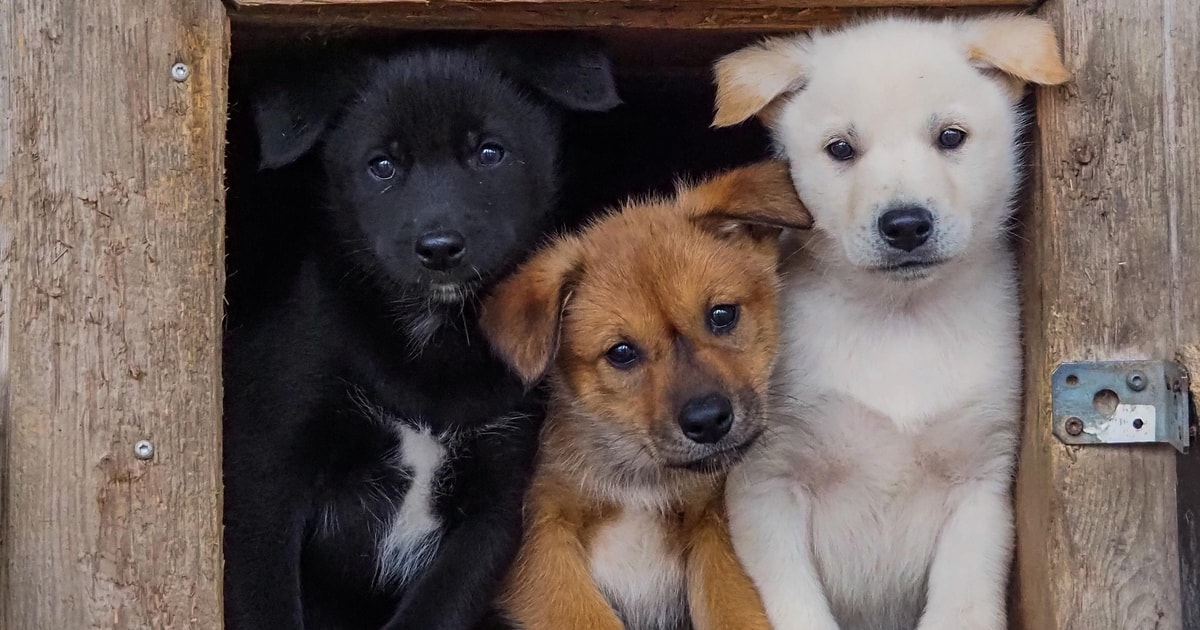 Rovaniemi: Sommertur i huskykennelen og tur i vogn | GetYourGuide