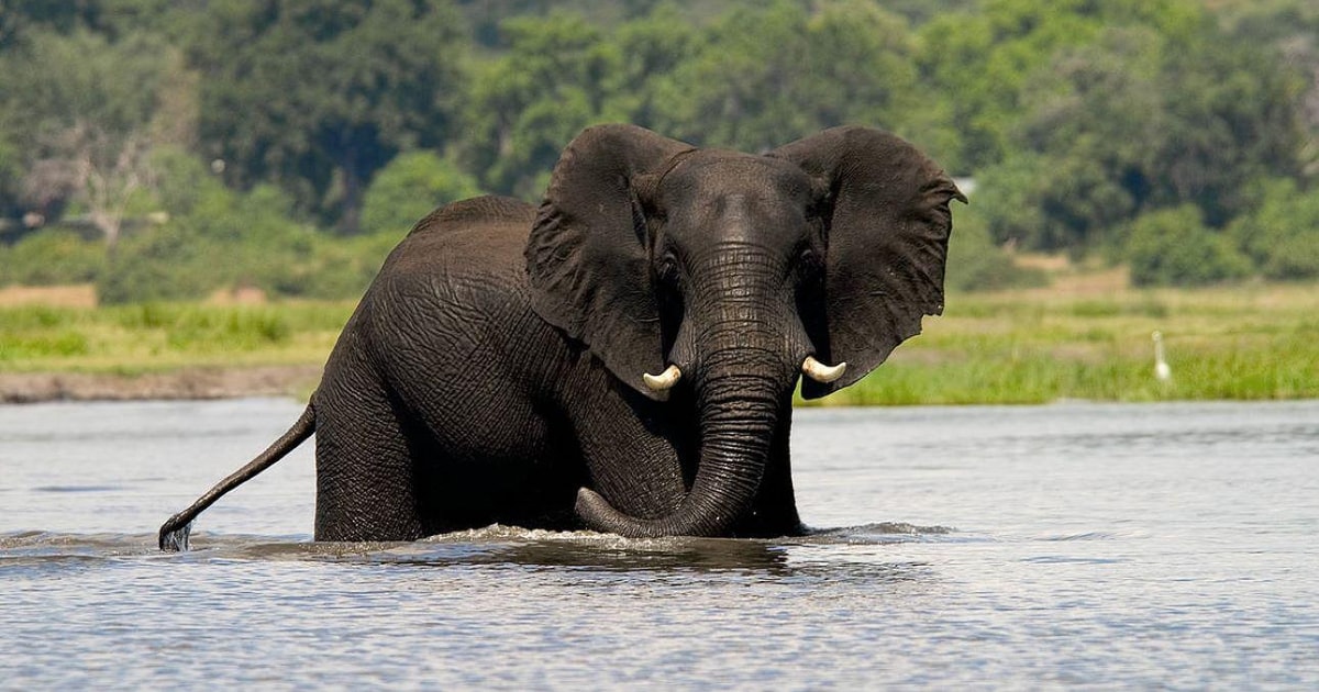 Chobe Day Trip: Kasane, Botswana | GetYourGuide