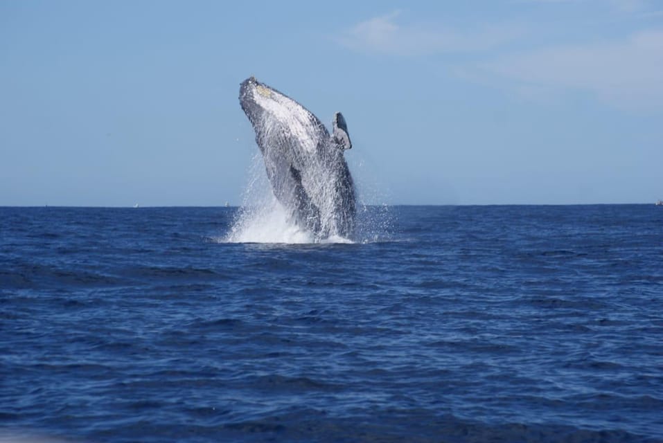 Increíble Avistamiento de Ballenas en Los Cabos | GetYourGuide