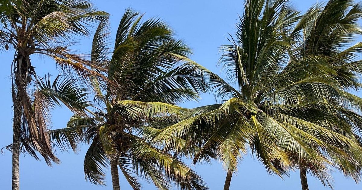 Diani: Tour guidato di un giorno intero a Tiwi beach e Diani | GetYourGuide