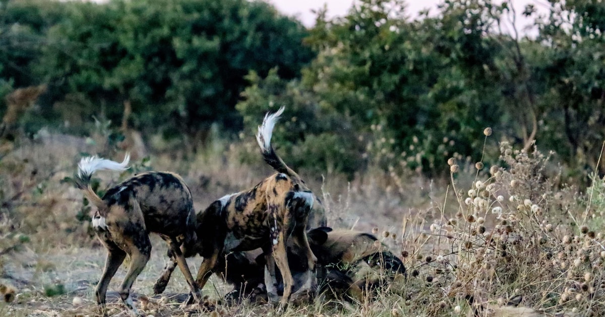 Kasane: Tour de safari por el Parque Nacional de Chobe | GetYourGuide