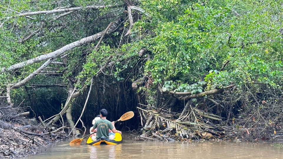 Khao Lak: Elephant Sanctuary Visit and Mangrove Kayak Tour | GetYourGuide