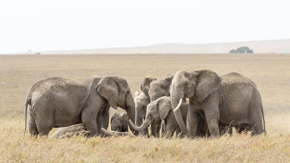 3-Day Fly in & Out Zanzibar to Serengeti Premium Safari | GetYourGuide