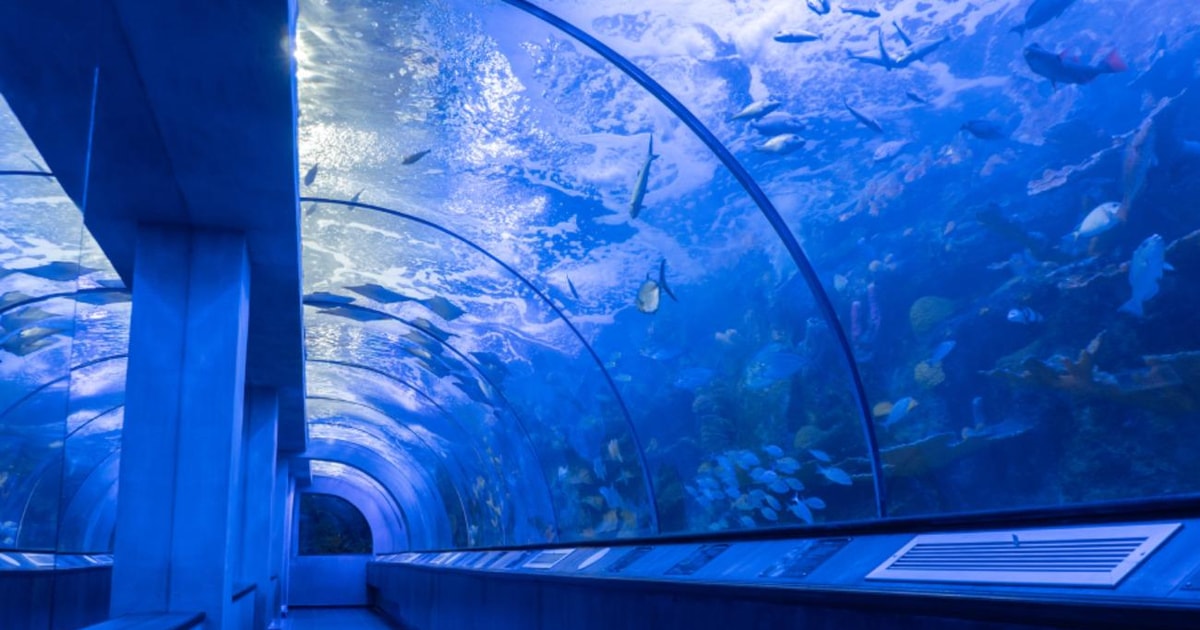 Discover Oceanario Santa Marta: Unique Underwater Adventure! | GetYourGuide