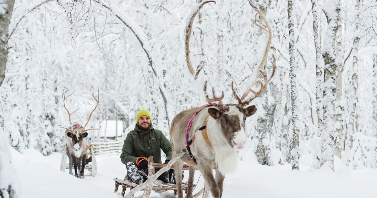 Rovaniemi: Visita a la granja de renos saami y paseo en trineo ...