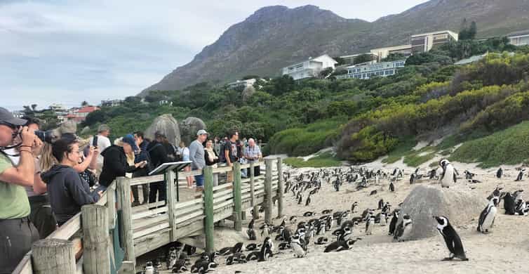 Private Tour:Cape Peninsula &Penguin Beach, Cape Point &more | GetYourGuide