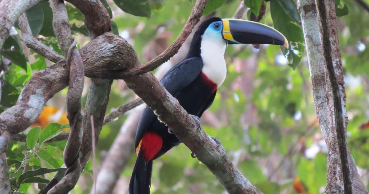 Sandoval Lake & Cachuela Parrots Clay Lick 4D | GetYourGuide