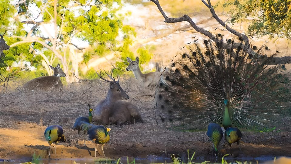 The Authentic Sunset Of Baluran National Park Banyuwangi | GetYourGuide