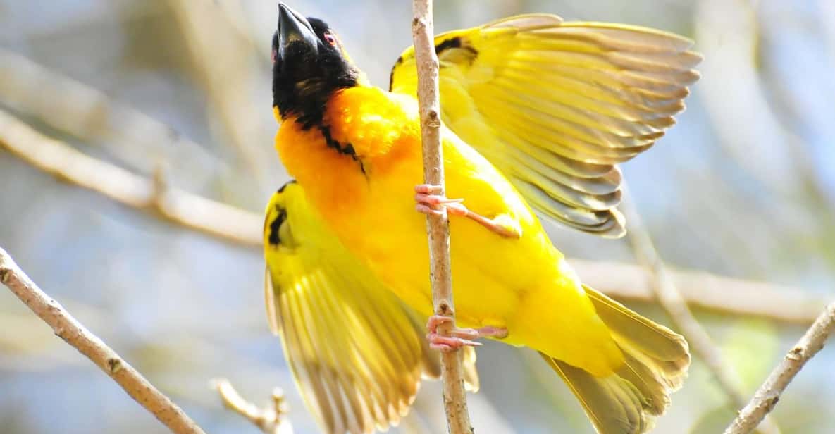 5 Days Savannah Birding Safari | GetYourGuide