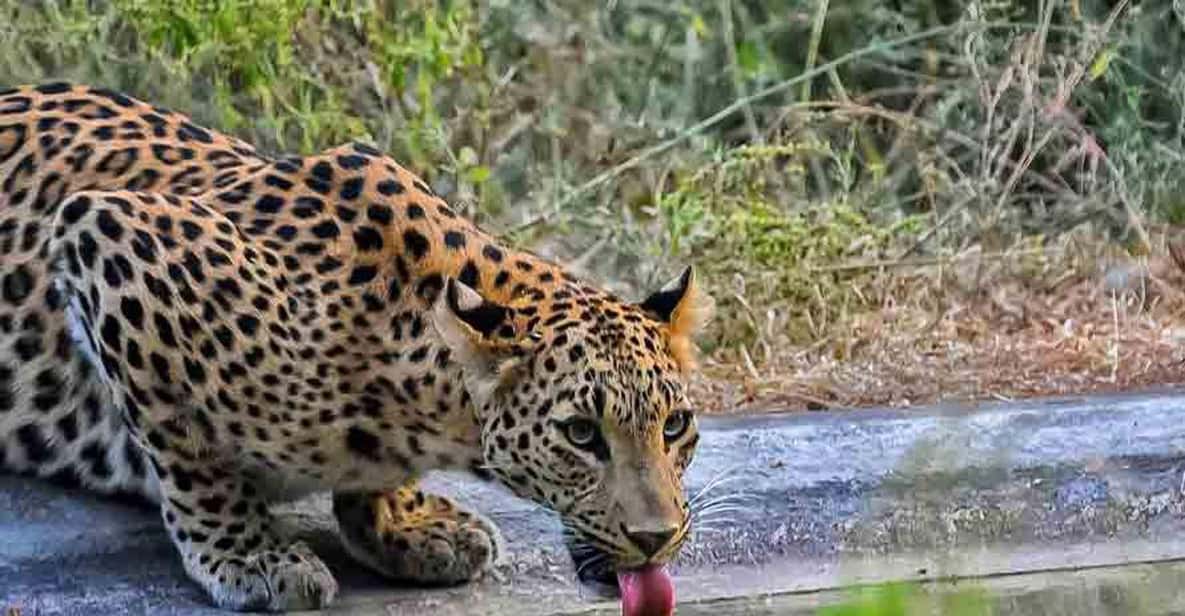 Desde Delhi: Excursión de 4 días al Triángulo de Oro con Safari en ...