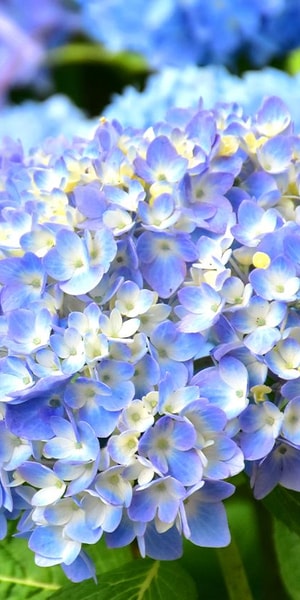 Tokyo: Izu Hydrangea Ocean, Jogasaki Beach & Hot Spring Day | GetYourGuide