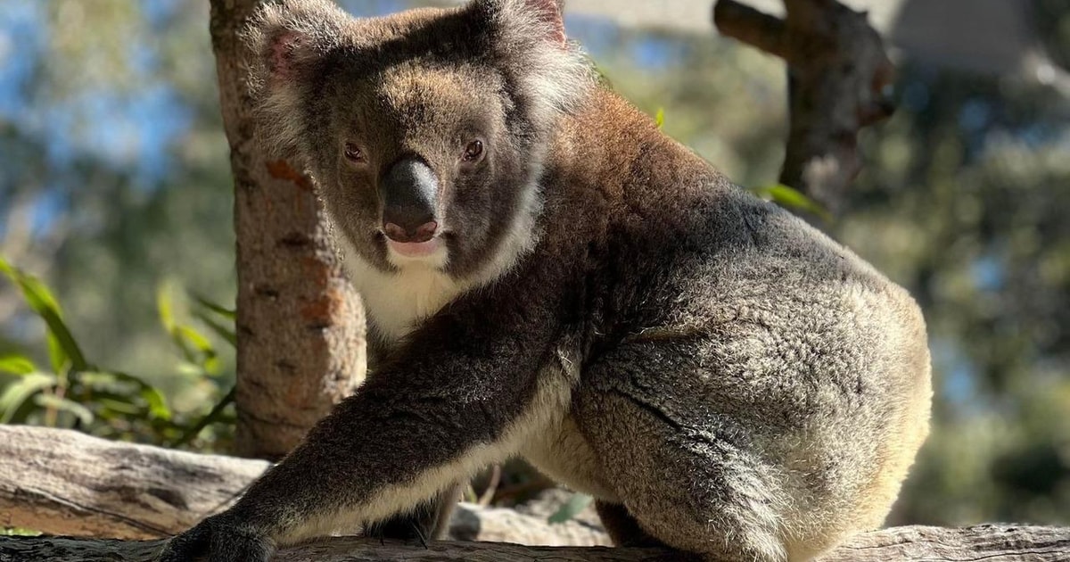 Perth: WA Wildlife Hospital and Native Fauna Encounter Tour | GetYourGuide