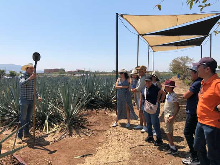 Classic Tequila Trail Tour from Guadalajara | GetYourGuide