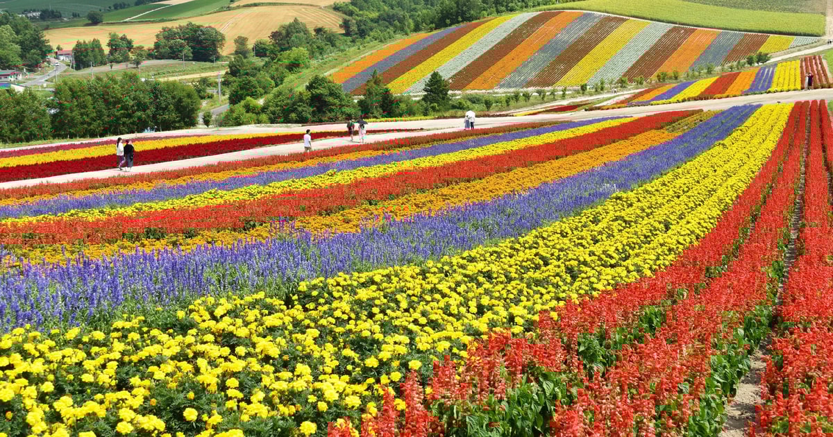 Von Sapporo aus: Furano und Biei Vibrant Fields Tour | GetYourGuide