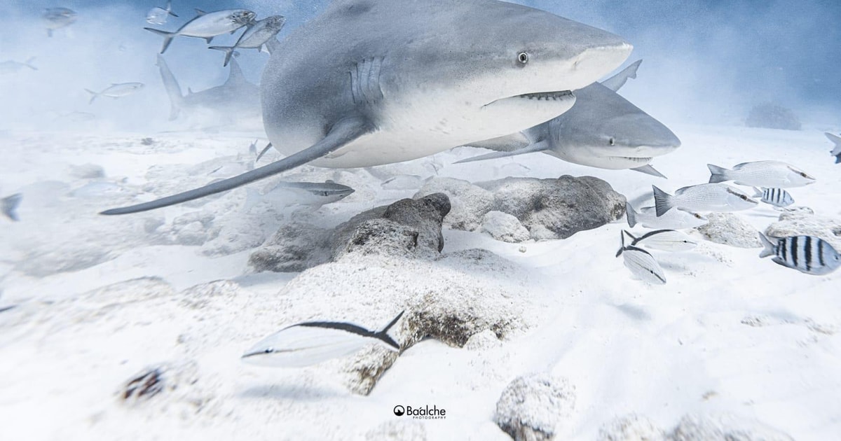Playa del Carmen : Plongée avec les requins taureaux | GetYourGuide