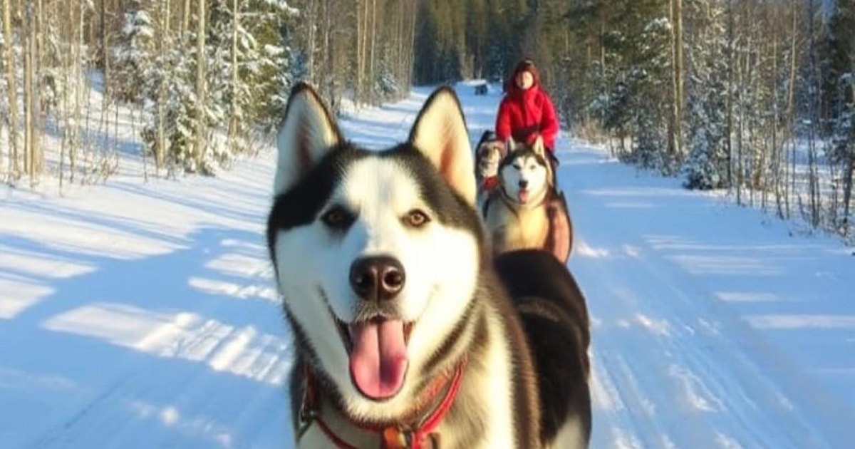 Levi: 5 Km Husky Sledding Ride in Levi | GetYourGuide