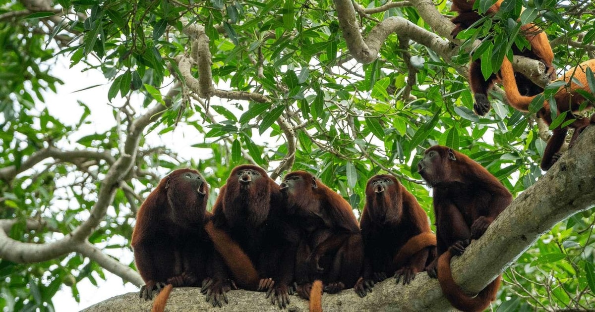 3 Day Manu Tour | GetYourGuide