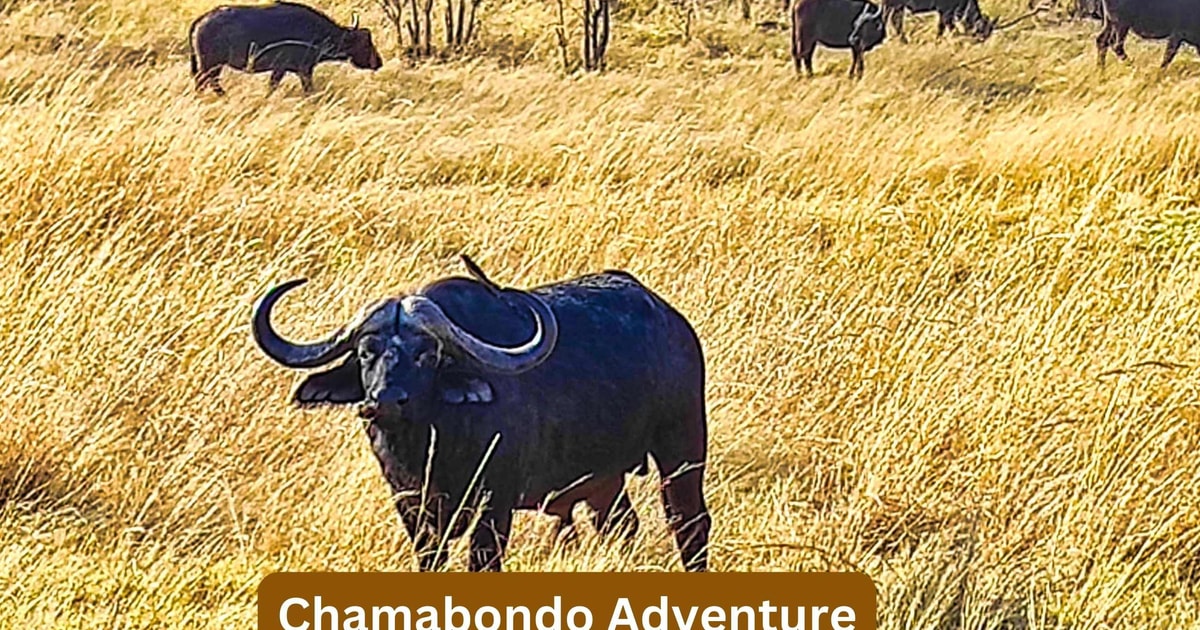 Victoria Falls: Chamabondo Adventure | GetYourGuide