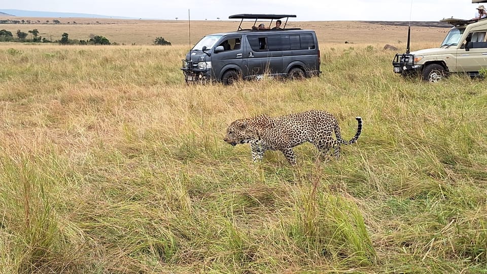 3-Days Masaai Mara Group Safari | GetYourGuide