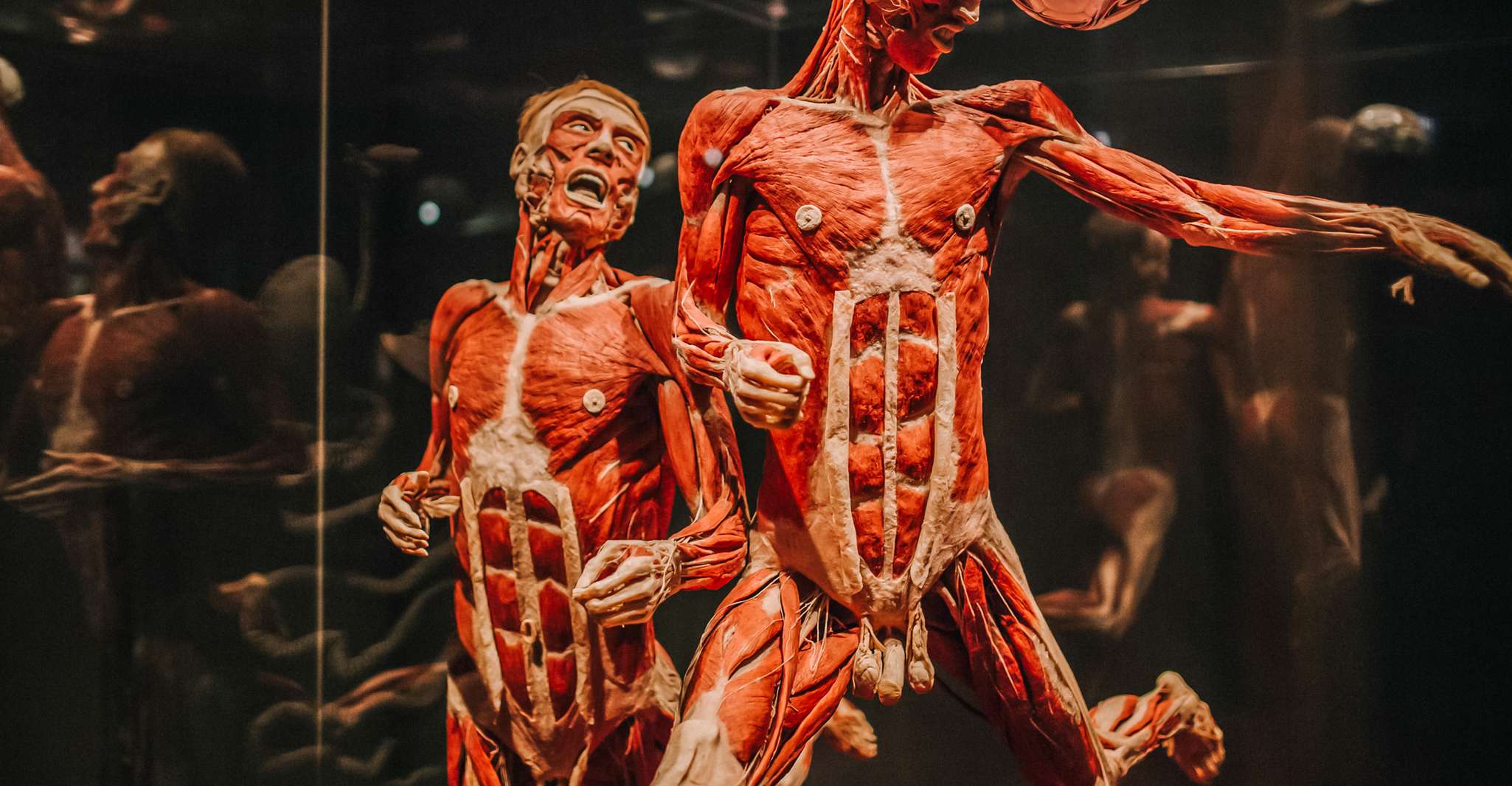 Heidelberg, BODY WORLDS Museum Entrance Ticket - SuiteTrails